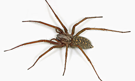 September means Spider Season | emmakwall (explains it all)